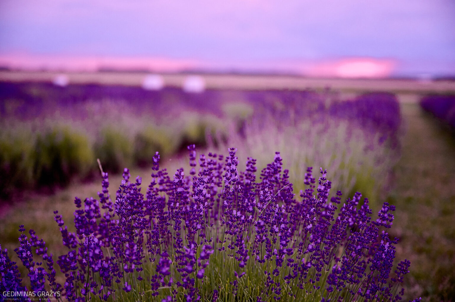 Levandų auginimas Lietuvoje – kaip pradėti? | Levandų Ūkis